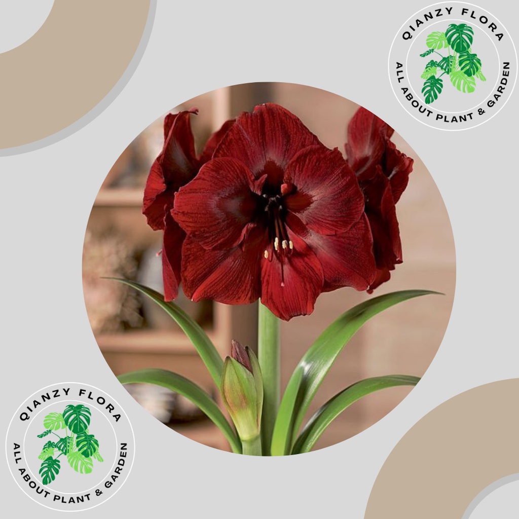 Jual Tanaman hias bakung amaliris bunga Merah Tua - amarilis bakung ...