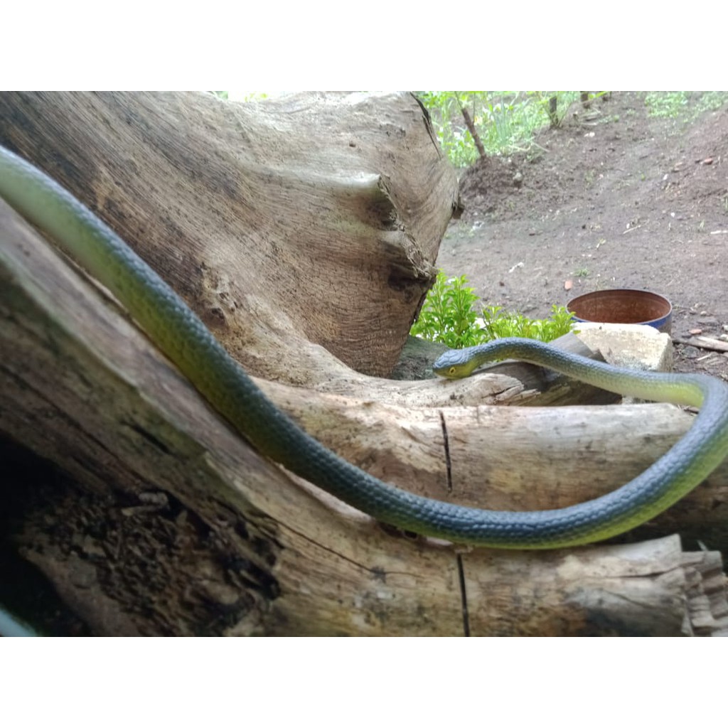 Jual paket ular sticky panjang 45cm dan 80cm mirip ular asli prank toys ...