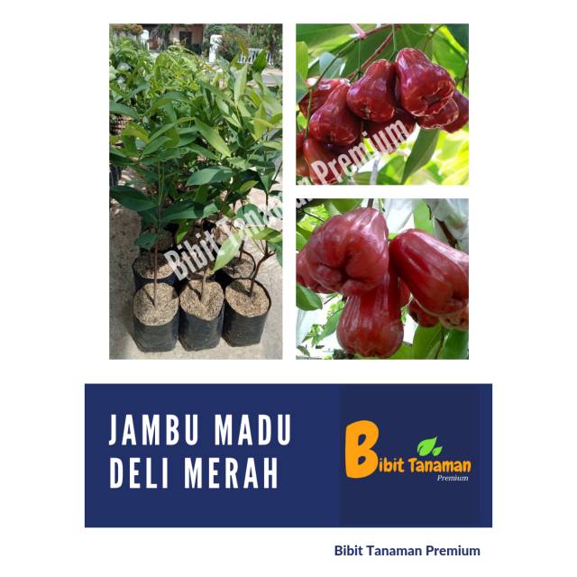 Jual BIBIT JAMBU MADU DELI MERAH (BIBIT TANAMAN PREMIUM) | Shopee Indonesia