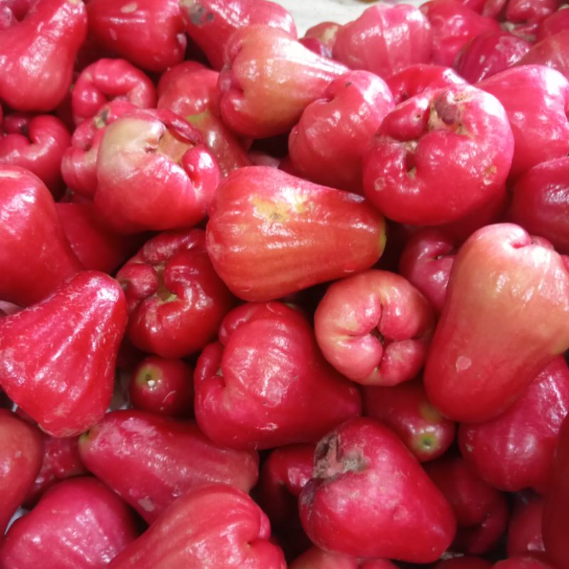 Jual Jambu air segar jambu citra/ cincalo 500gram | Shopee Indonesia