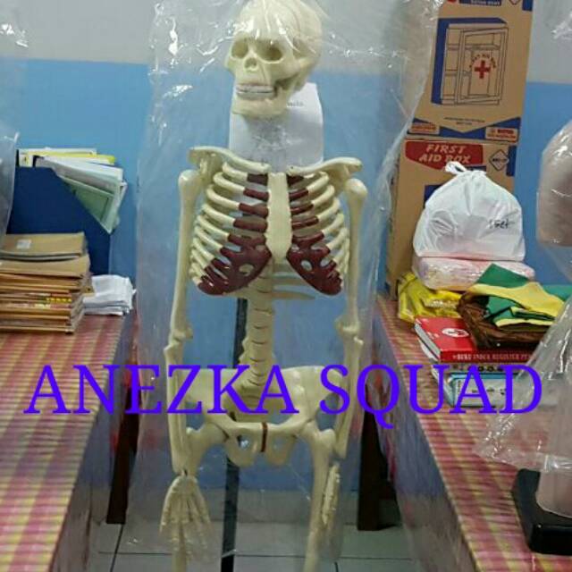 Jual PHANTOM/MANEKIN/MANIKIN KERANGKA MANUSIA | Shopee Indonesia