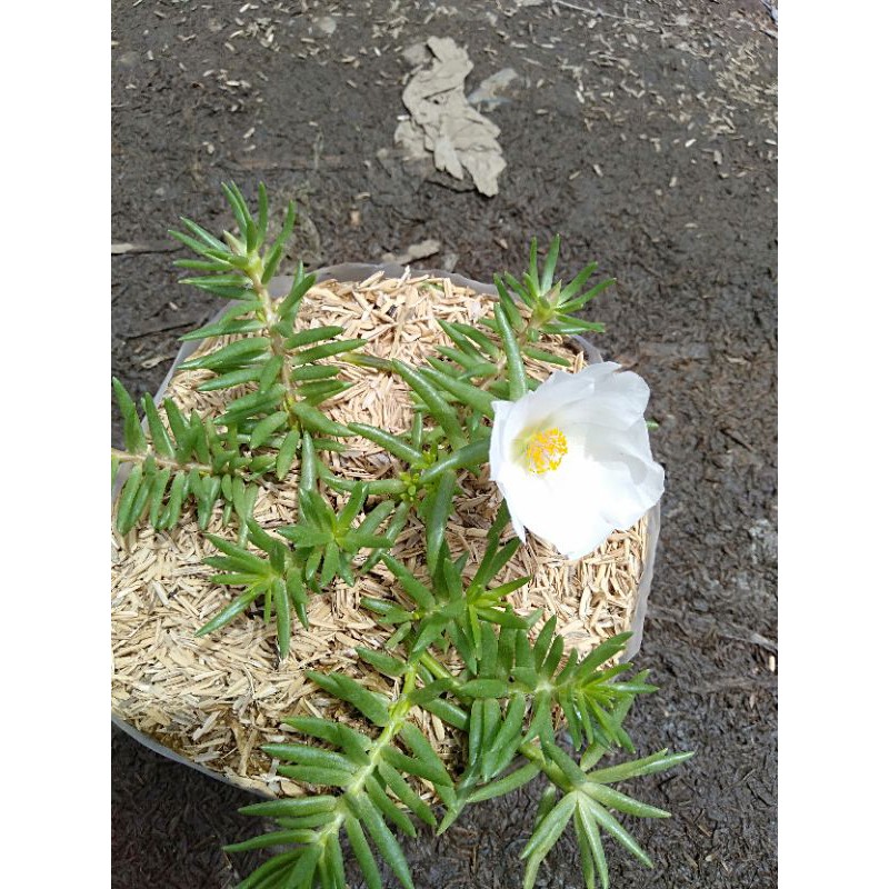 Jual Sutra bombay | Shopee Indonesia