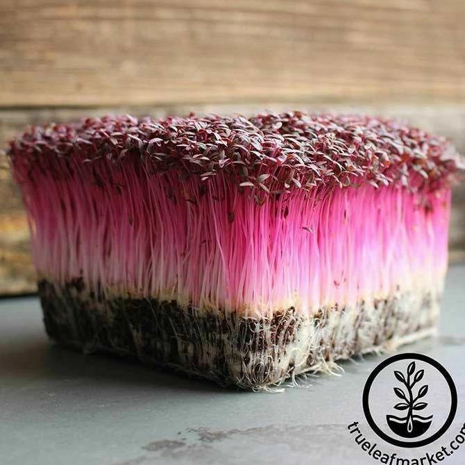 Jual Benih Sayur Microgreen Red Amaranth - Bayam Merah ( 500 grm ...