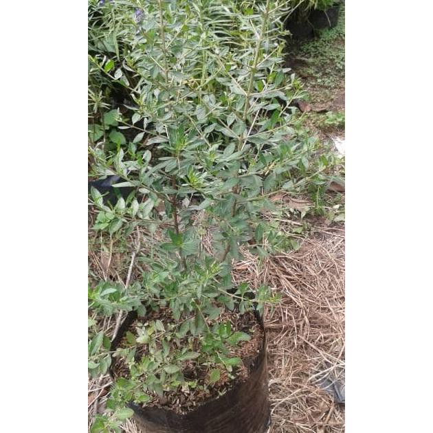 Jual R3Brn Bibit Tanaman Pacar Arab Atau Pacar Kuku | Shopee Indonesia