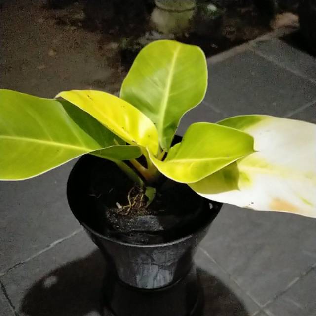Jual Tanaman hias pillow dendrum Moonlight | Shopee Indonesia