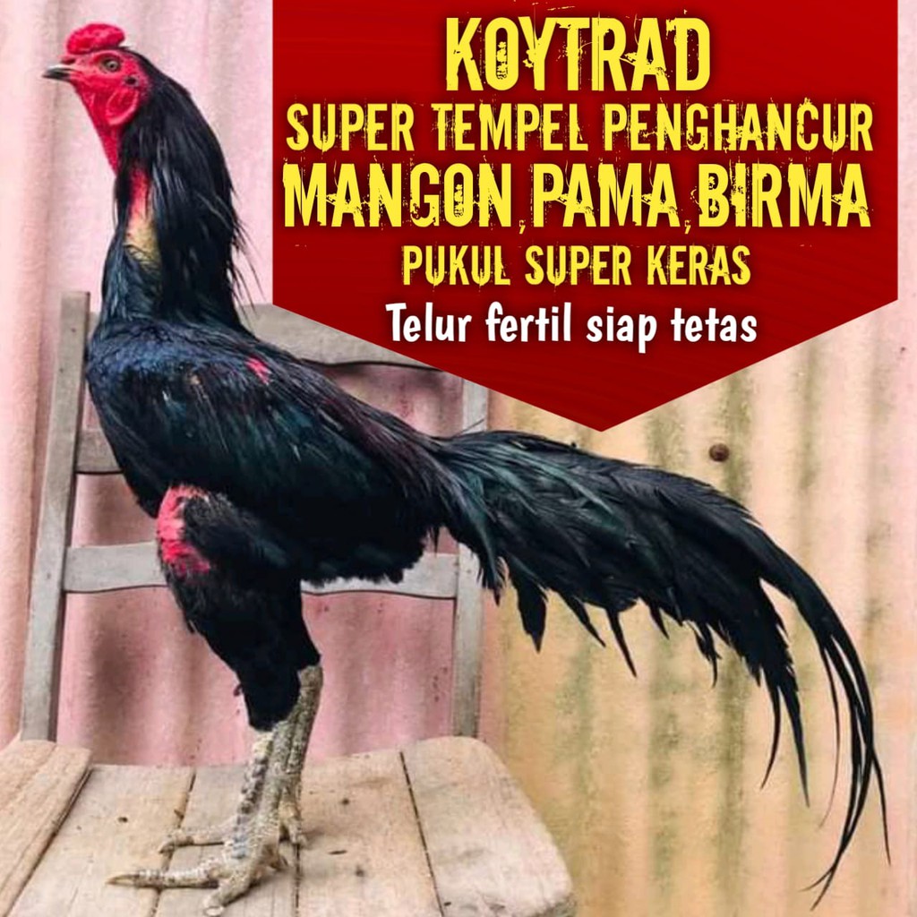 Jual Telur ayam bangkok kooytrad fertil asli aduan super f1 thailand ...