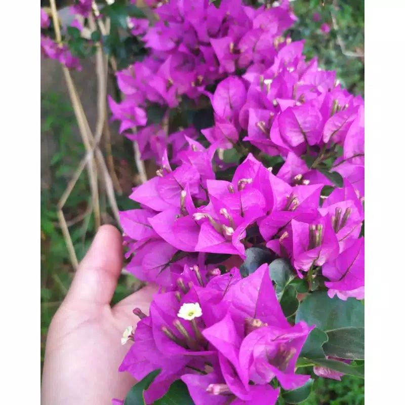 Jual Bugenvil Ready merah panta,ungu | Shopee Indonesia