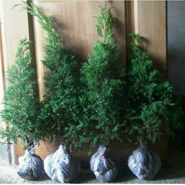 Jual cemara pua pua | Shopee Indonesia