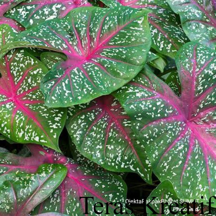 Jual Keladi Red Star#Caladium Bicolor_Kaladium Merah Campur ; Tanaman ...