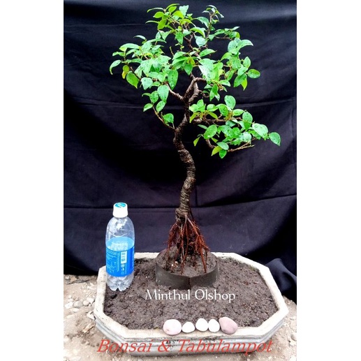 Jual Bonsai beringin preh/iprik bonggol besar sesuai foto | Shopee ...