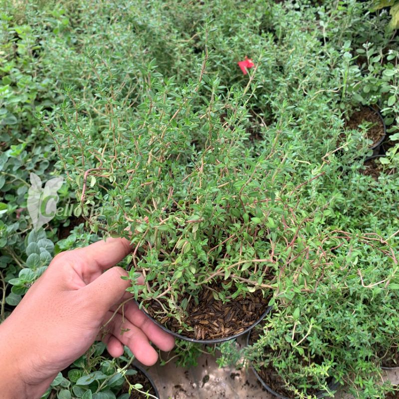 Jual Tanaman Daun Thyme Greek / Timi Greek Untuk Rempah dan Herbal ...
