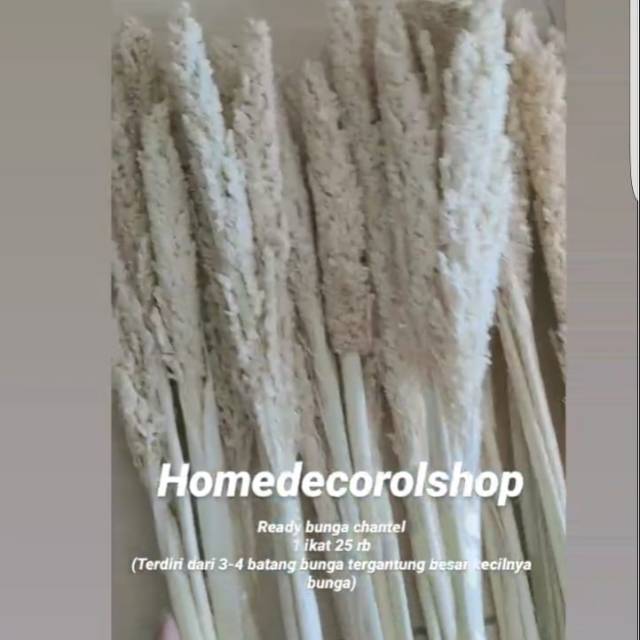 Jual Bunga chantel kering | Shopee Indonesia