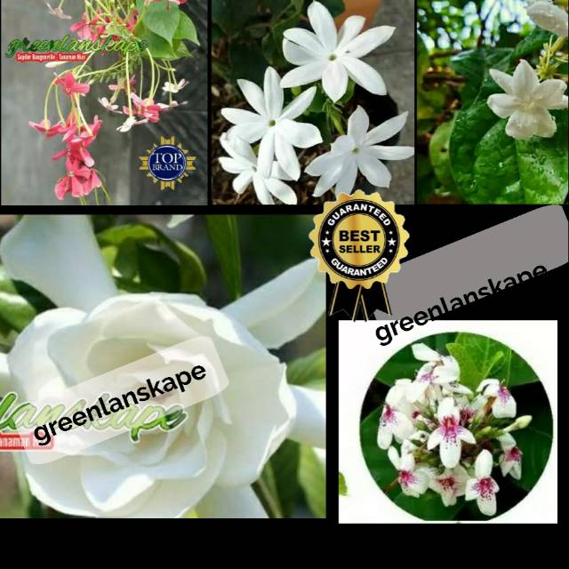 Jual Paket 5 jenis tanaman melati hias - yasmin-jepang - belanda mini ...