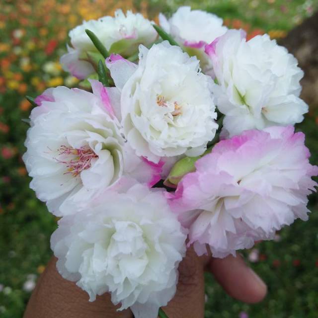 Jual Carnation Irada | Shopee Indonesia