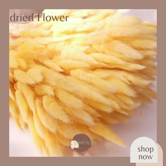 Jual Dried Flower Bunga Kering Asli Bunny Tail Lagurus Preserved ...