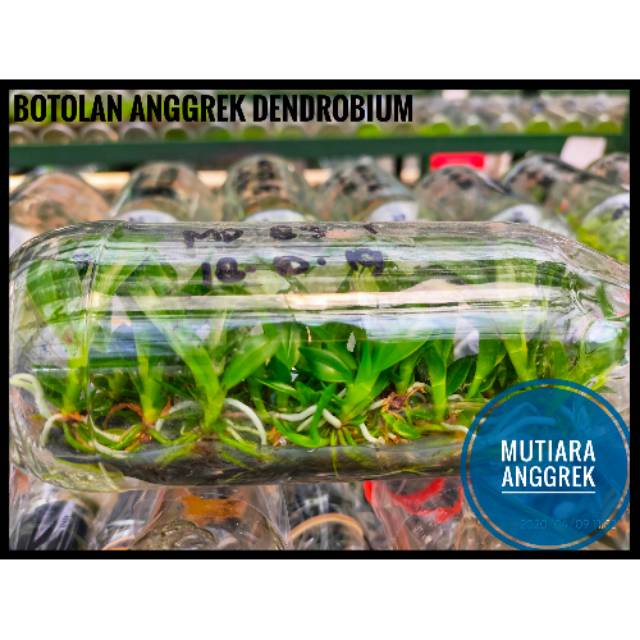 Jual Botolan anggrek dendrobium keriting | Shopee Indonesia