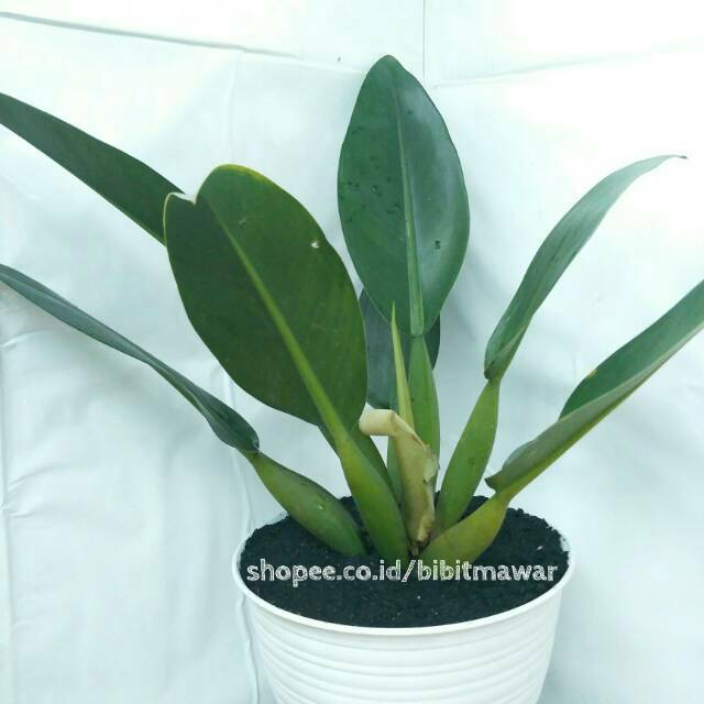 Jual Philo Eceng (Philo Katak) Daun Oval | Shopee Indonesia