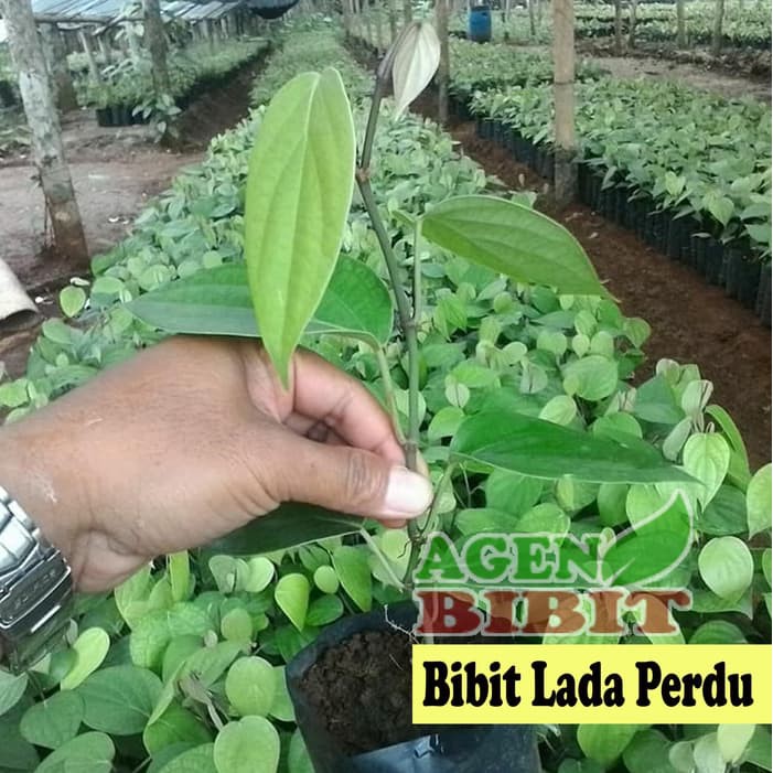 Jual Bibit Lada Perdu - Sahang Perdu - Pohon Merica Hitam - Tanaman ...