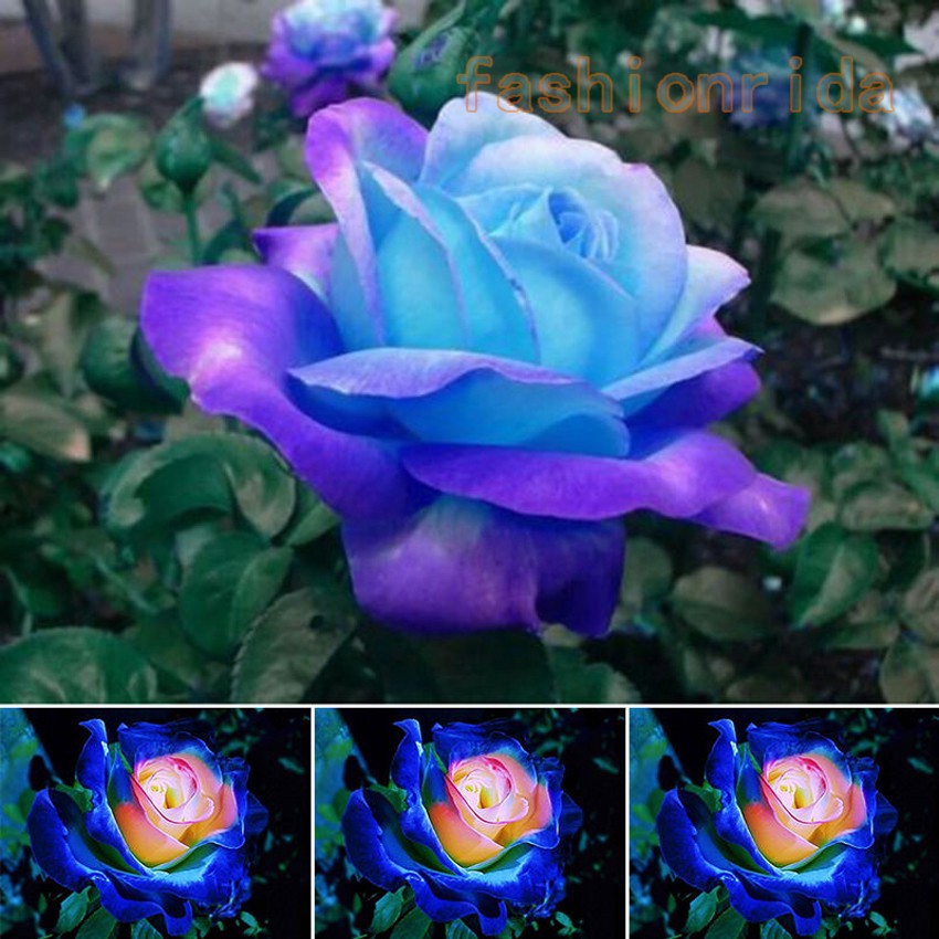 Jual Biji Bunga Mawar Blue Pink Rose Import - Bibit Tanaman Bunga Mawar ...