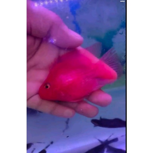 Jual ikan parrot size m ukuran 7-8 cm | Shopee Indonesia