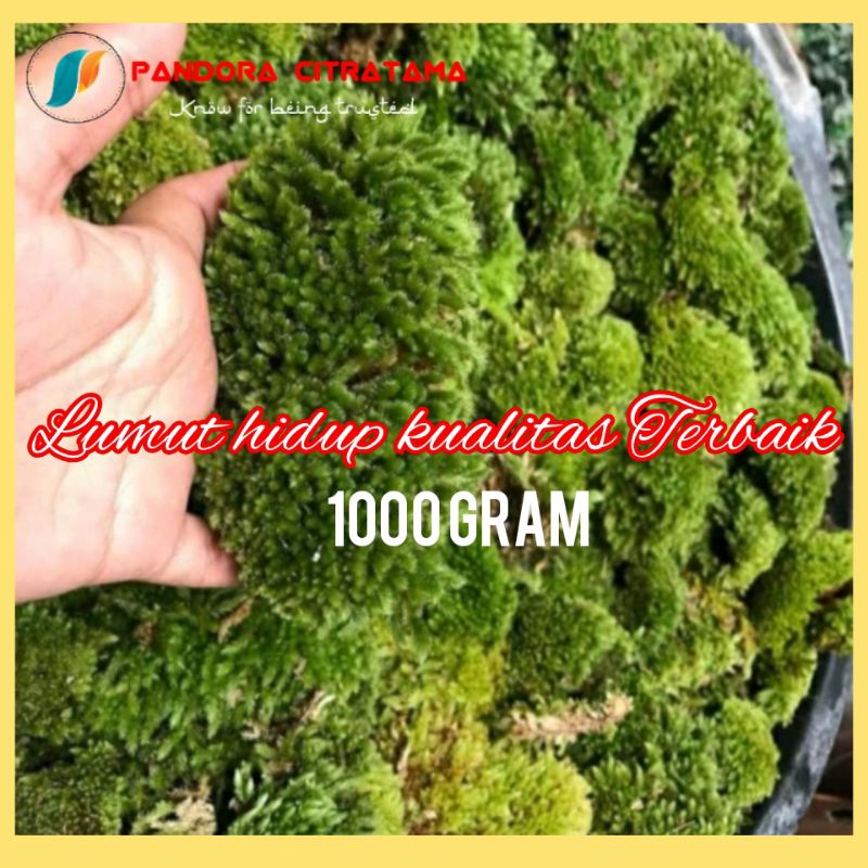 Jual PANDORA BIG SALE. Lumut hidup / moss hutan hidup / media tanam ...