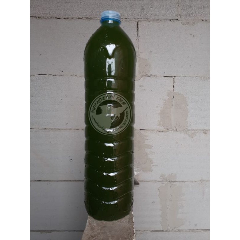 Jual Starter Chlorella / Green Water / Air Ijo 1500ml | Shopee Indonesia
