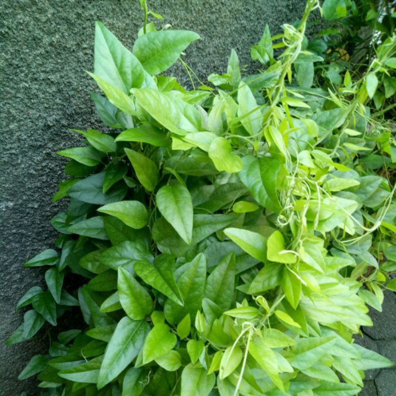 Jual Promo Daun Cincau Hijau Rambat 100 gram | Shopee Indonesia