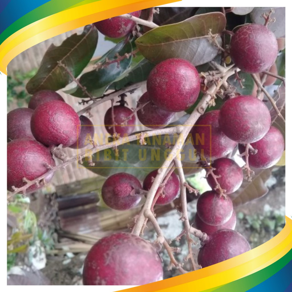 Jual Bibit Tanaman Kelengkeng Merah (Ruby Longan) | Shopee Indonesia