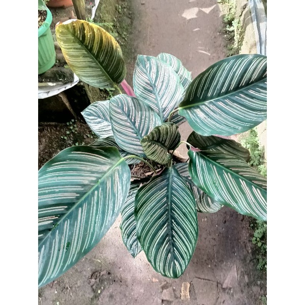 Jual Tanaman Hias Calathea Ornata Black Pinstripe Daun besar Rimbun ...