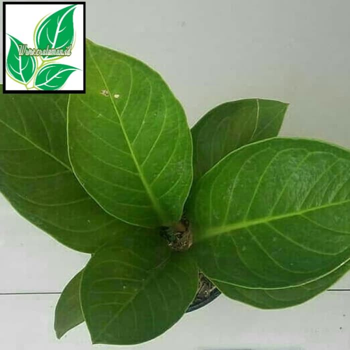 Jual Tanaman Anthurium Jemani Kol - Anthurium Jemani Kol Pagoda ...