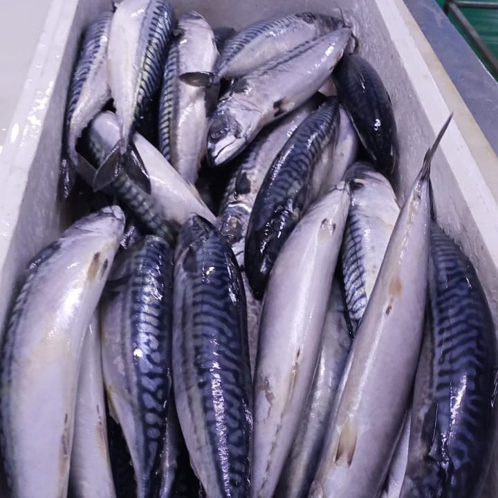 Jual IKAN MACKAREL / SABA FISH SIZE JUMBO PER 1 KG | Shopee Indonesia