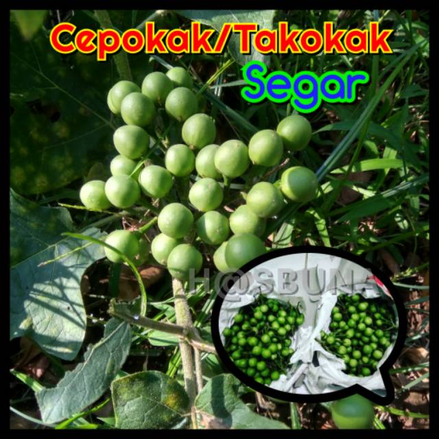 Jual Takokak / Cepokak segar | Shopee Indonesia