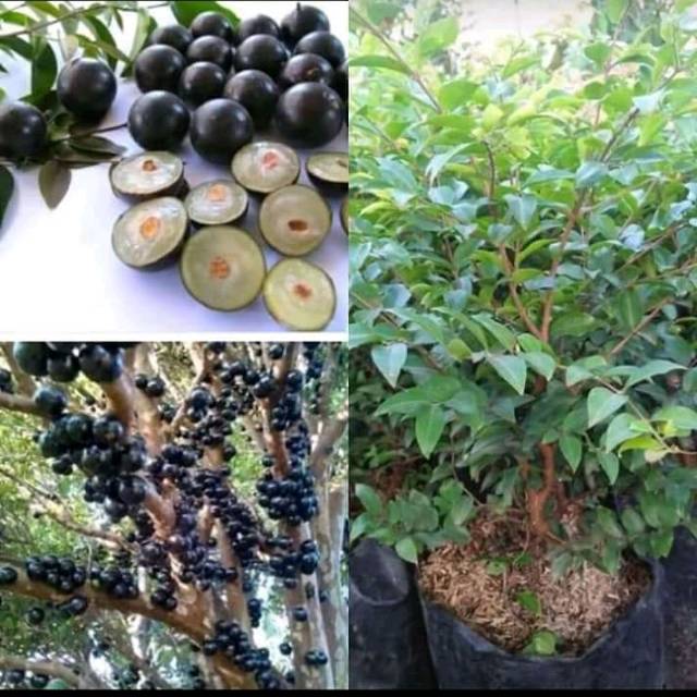 Jual Anggur Brazil sabara berkualitas | Shopee Indonesia