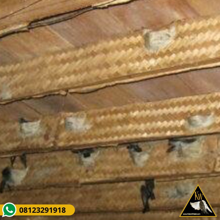 Jual Besek KW (Koloni Walet) untuk Rumah Walet / Sarang Walet / bakul ...