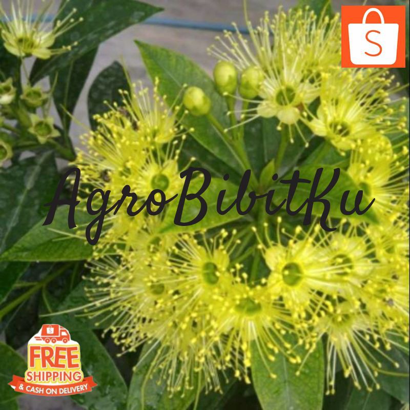 Jual BERBUNGA SUDAH BIBIT TANAMAN HIAS BUNGA SANTOS LEMON KUNING ...