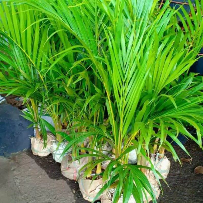 Jual Tanaman palem kuning rumpun ukuran 1mtr sampai 1,5mtr indor outdor ...