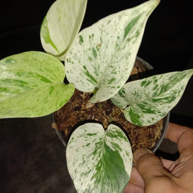 Jual Sirih Gading Varigata Srigading Varigata Sirih gading variegata ...