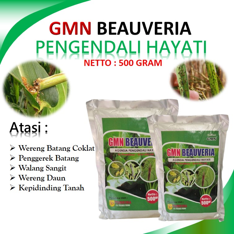 Jual Pengendali hama belalang, Obat hayati yang berbahan aktif bakteri ...