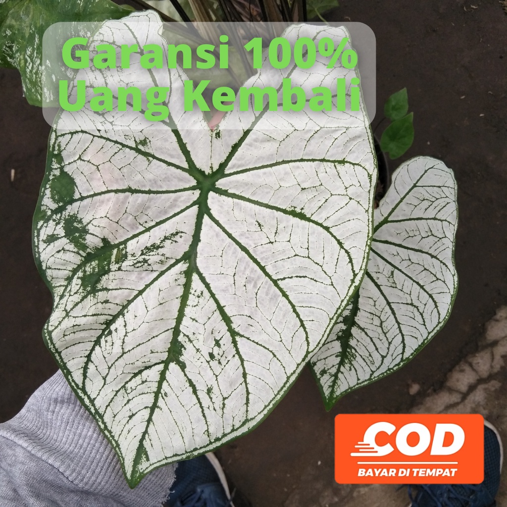 Jual BISA COD Keladi Putih Caladium Tisu White Christmast - Tanaman ...