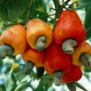 Jual Jambu Mete Terlengkap & Harga Terbaru Juli 2024 | Shopee Indonesia