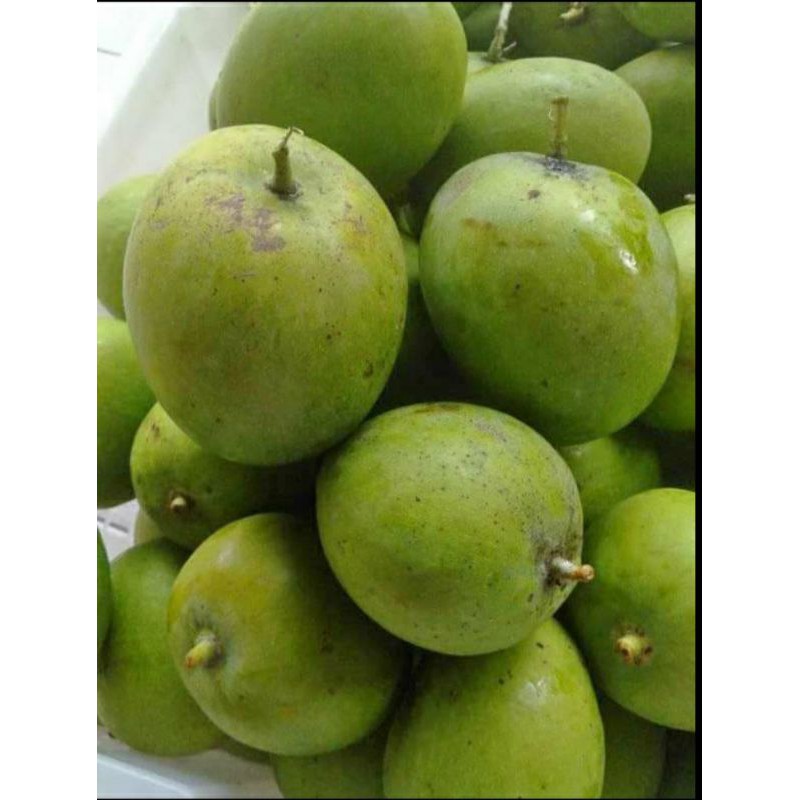 Jual Mangga Apel Terlengkap & Harga Terbaru April 2026 | Shopee Indonesia