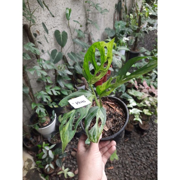 Jual monstera adansonii variegata janbol variegata local | Shopee Indonesia
