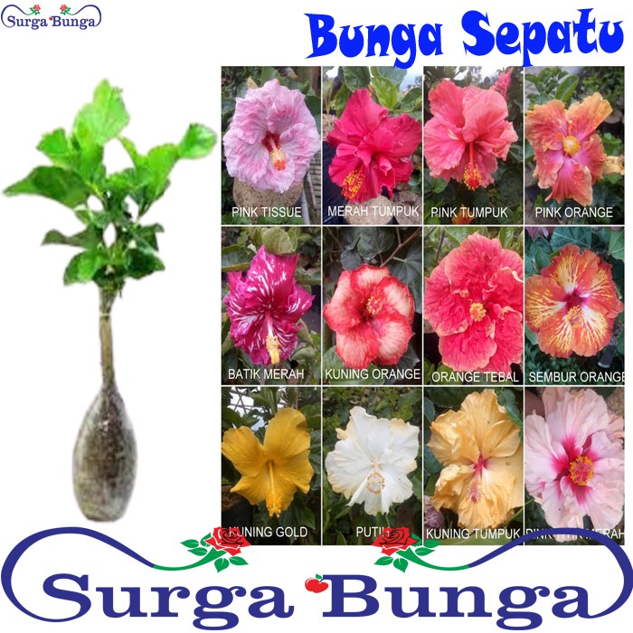 Jual tanaman bunga Sepatu tumpuk (Hibiscus rosa-sinensis L.) | Shopee ...
