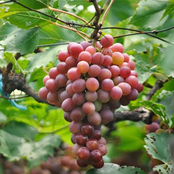 Jual Bibit Tanaman Buah Anggur Red Prince | Shopee Indonesia Jual Bibit Tanaman Buah Anggur Red Prince | Shopee Indonesia