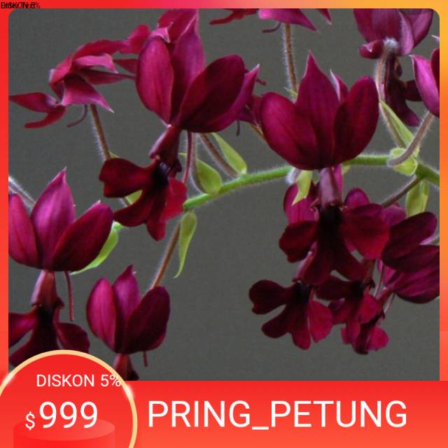 Jual ANGGREK CALANTHE RUBENS | Shopee Indonesia