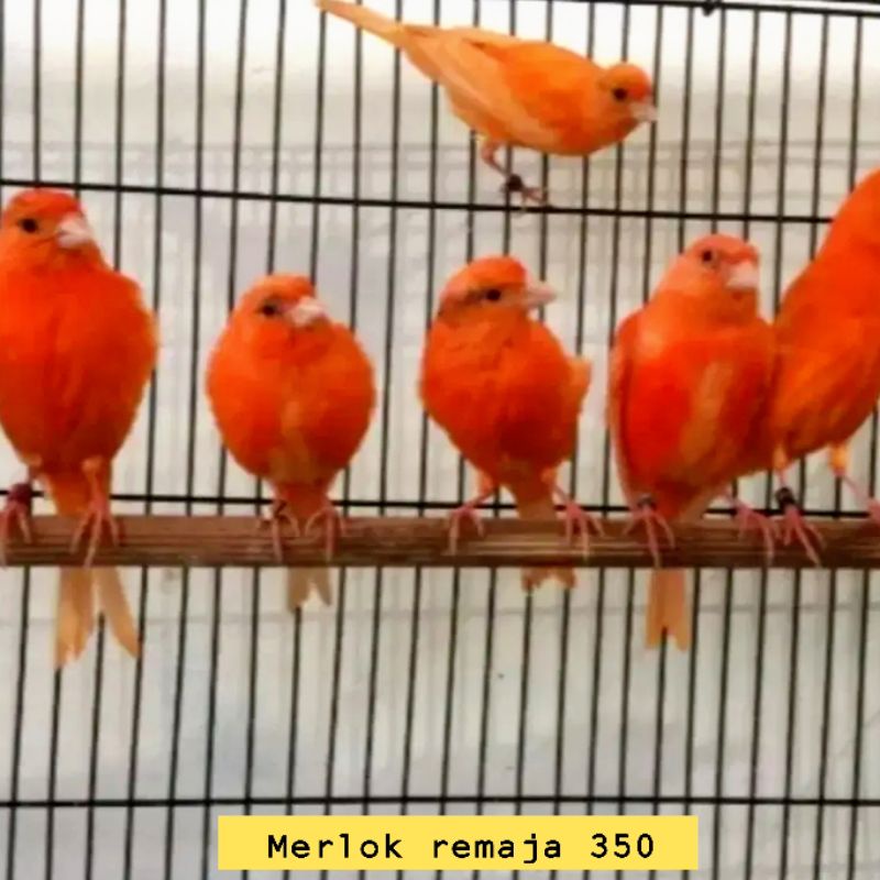 Jual Burung kenari merlok remaja 6 bulan an | Shopee Indonesia