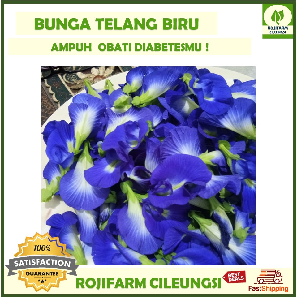 Jual Bunga Telang Kering Siap Seduh Premium Quality 10gr | Shopee Indonesia