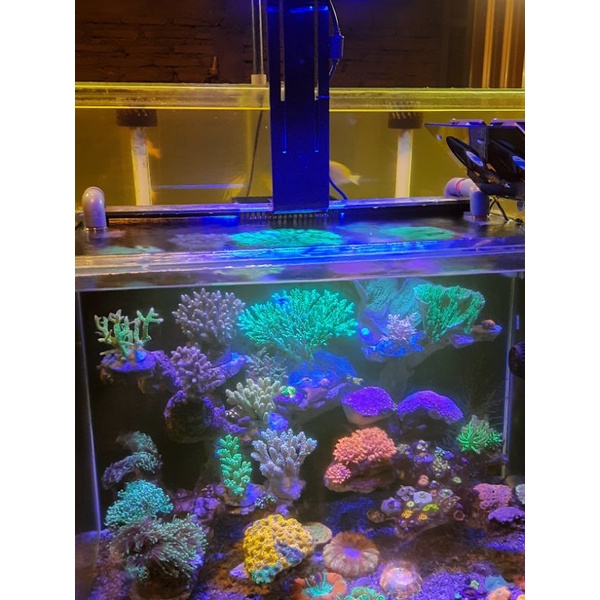 Jual lampu aquarium laut custom | Shopee Indonesia