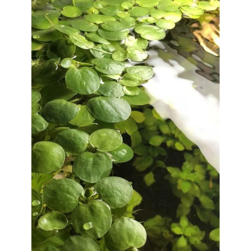 Jual TANAMAN APUNG IKAN CUPANG AMAZON FROGBIT | Shopee Indonesia