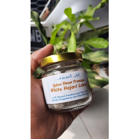 Jual Luban White Premium Hojari Oman/luban oman warna putih (Original ...